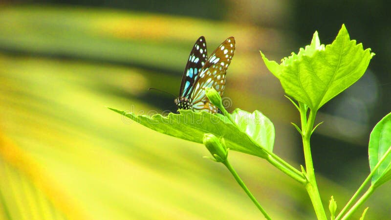 Butterfly taking rest stock image. Image of taking, yellow - 220063917