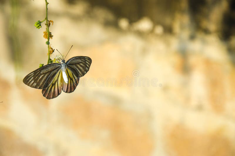 The butterfly stock image. Image of nature, insect, joyful - 38886003