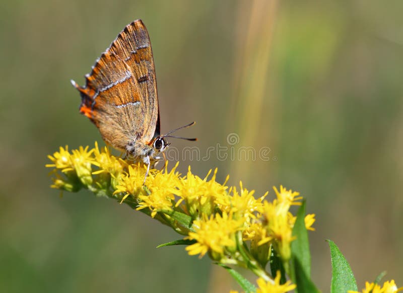 Butterflies on Chamisa stock image. Image of group, pollen - 7280365