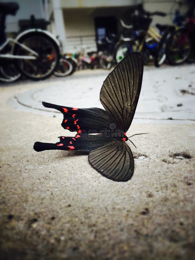 Butterfly stock image. Image of beautiful, nature, dead - 76310449