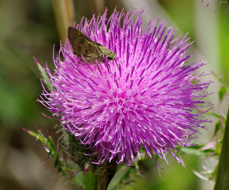 Butterfly on Thistle stock image. Image of bloom, detail - 14846009