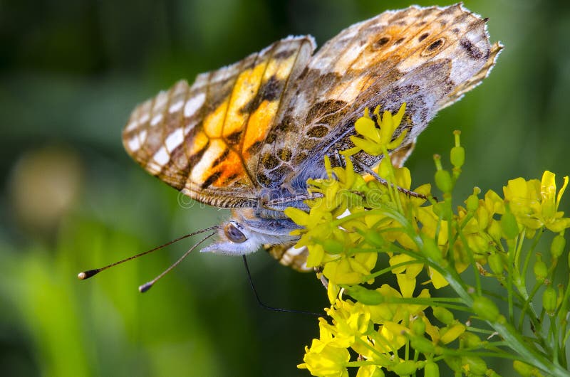 Butterfly stock image. Image of forest, wildlife, wings - 34243129