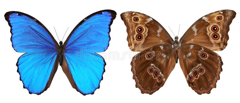 Butterfly Top and Bottom View Stock Image - Image of butterfly, wing ...