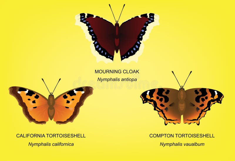 Butterfly Tortoiseshell Set Vector Illustration Stock Vector ...