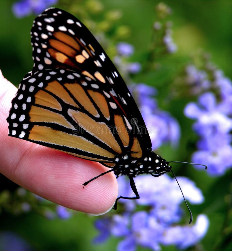 Butterfly touch stock photo. Image of orange, valentine - 1031956