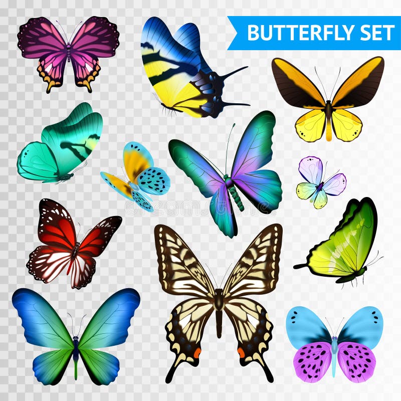 Butterfly Transparent Set stock vector. Illustration of elements - 75177049