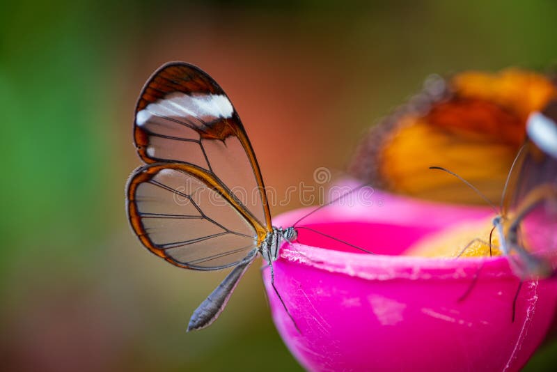 Butterfly with Transparent Wings Stock Photo - Image of transparant ...