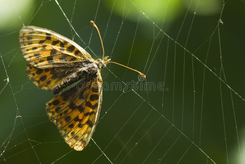 Butterfly Trapped in the Cobweb Stock Photo - Image of trap, close ...