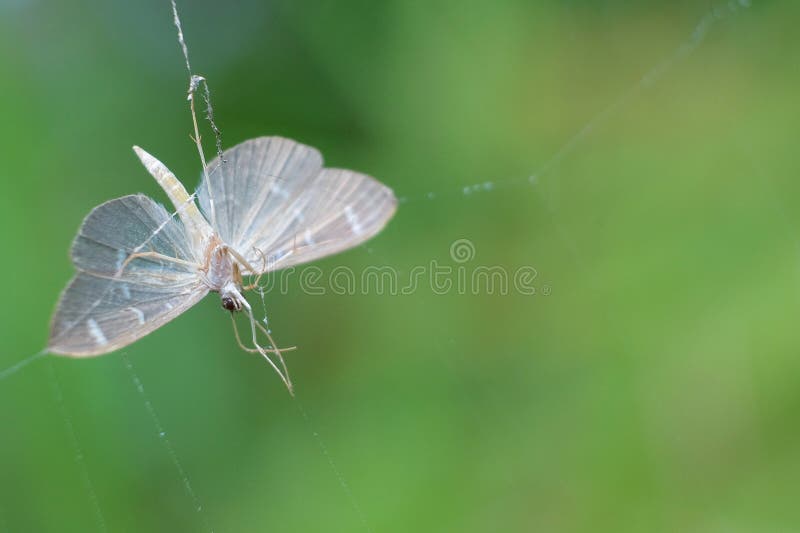 Butterfly Trapped in a Spider S Web Stock Photo - Image of landscape ...