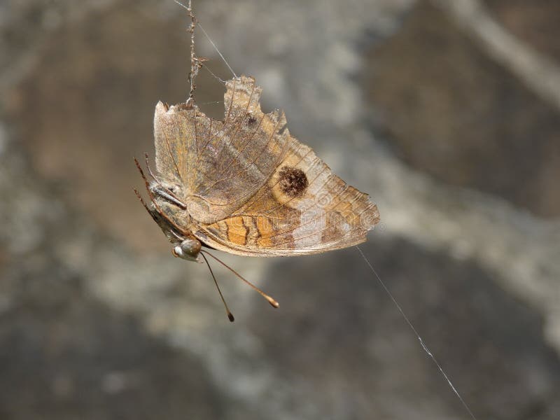 A Butterfly Trapped In A Spider Web Stock Photo - Image of colorful ...