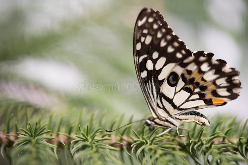 Butterfly on tree stock photo. Image of insect, closeup - 106588310
