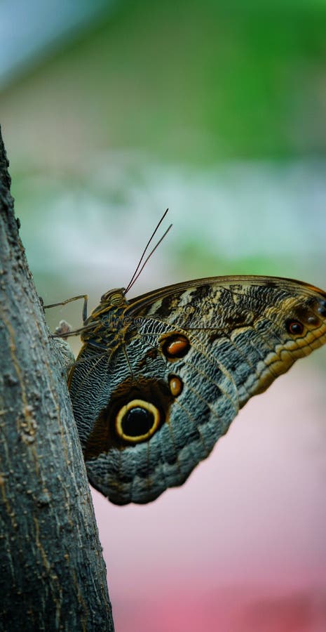Butterfly on a tree stock image. Image of wing, wildlife - 224544509