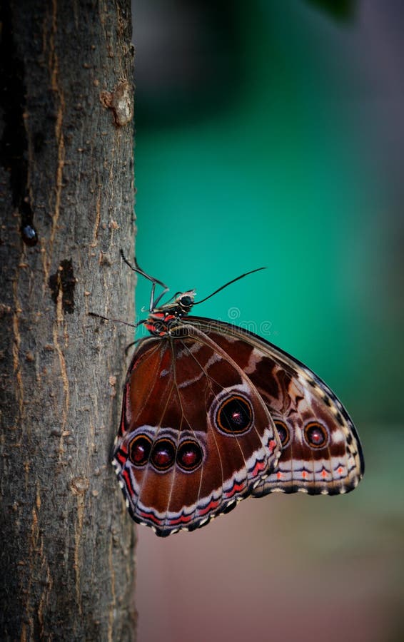 Butterfly on a tree stock photo. Image of tree, wings - 230230426