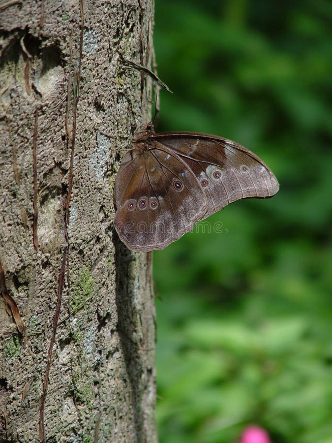 Butterfly on tree stock photo. Image of lepidoptera, single - 388170