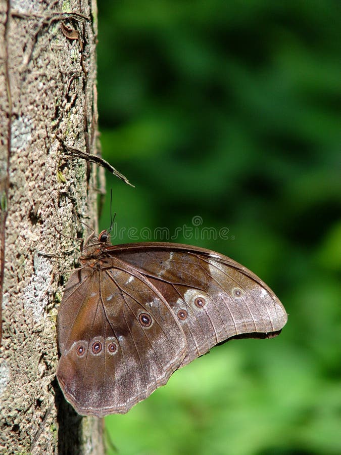 Butterfly on tree stock image. Image of profile, camouflage - 388171