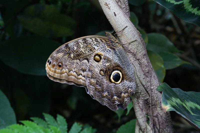 Butterfly on a tree stock image. Image of butterfly, leaf - 72808291