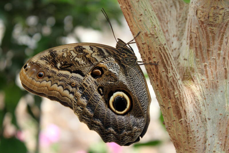 Butterfly on tree stock image. Image of exhibition, yalta - 71166093
