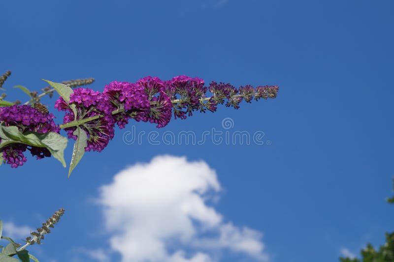 Butterfly Tree - Buddleja Davidii Stock Photo - Image of buddleja ...