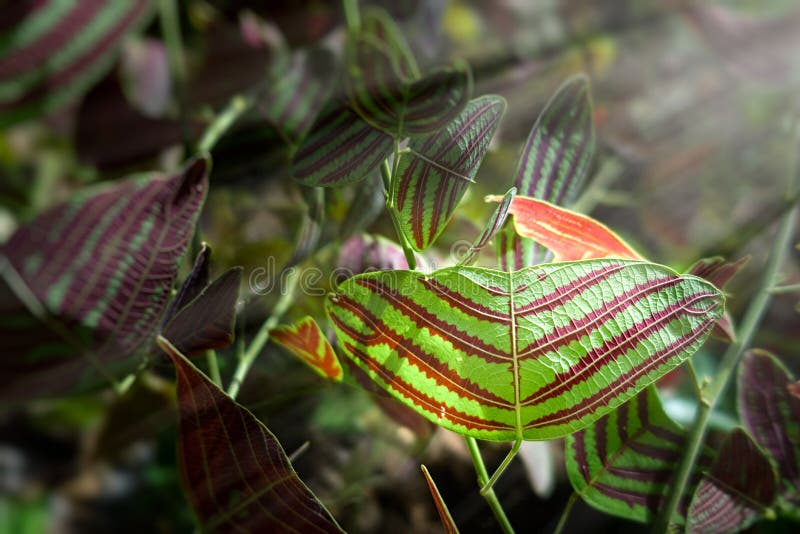 Butterfly Tree, Butterfly Leaves Stock Photo - Image of christia, green ...