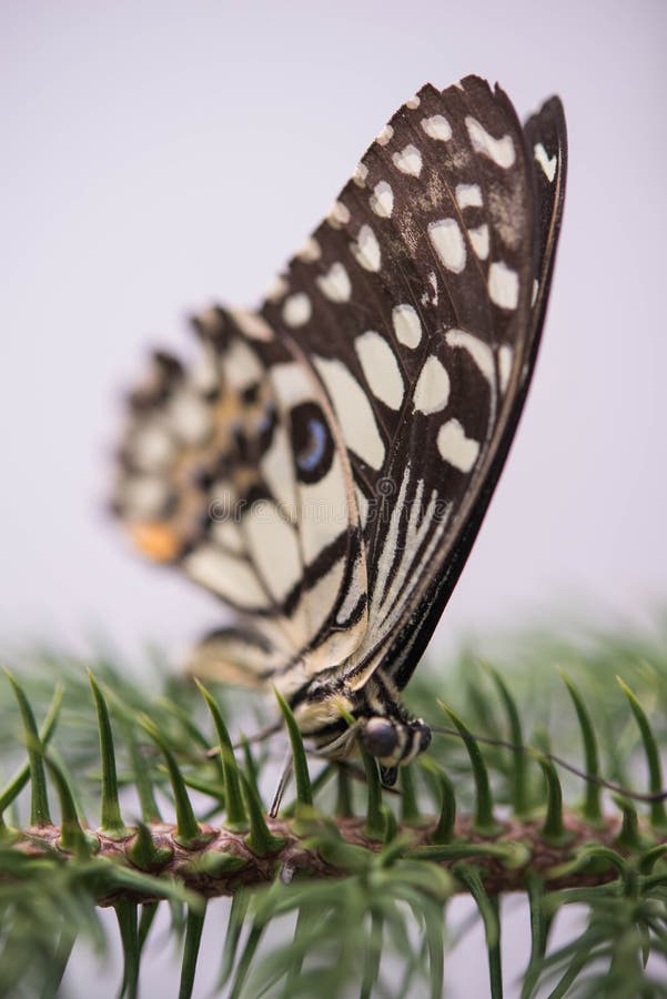 Butterfly on tree stock photo. Image of closeup, nature - 106588228