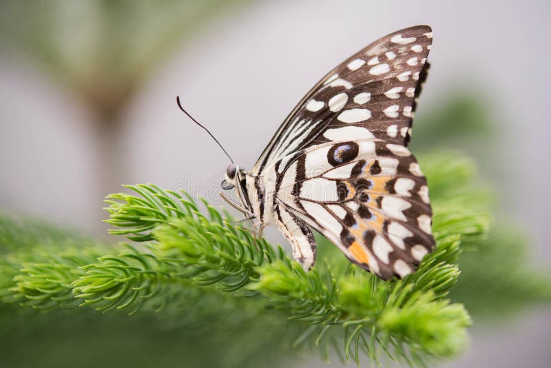 Butterfly on tree stock photo. Image of closeup, butterfly - 106588278