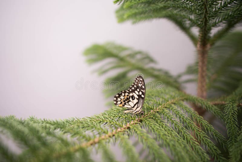 Butterfly on tree stock image. Image of animal, macro - 106588381