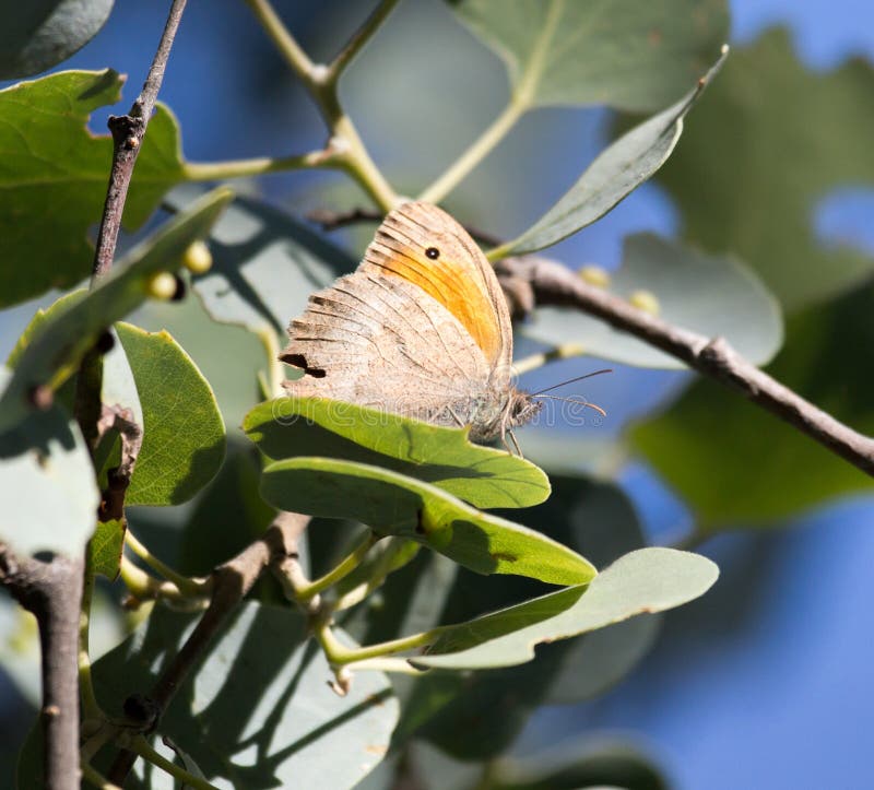Butterfly on tree stock photo. Image of black, nature - 105651908