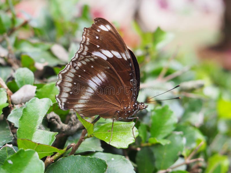 Butterfly on tree stock photo. Image of butterfly, relax - 59958650