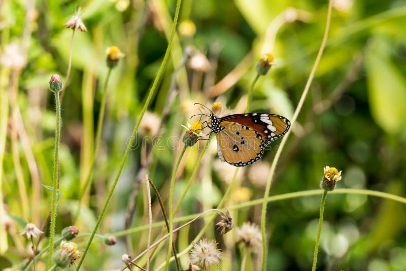 Butterfly on tree stock image. Image of flowers, details - 79098395