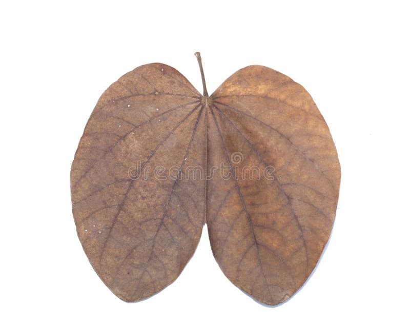 Butterfly Tree Leaf Isolated Stock Photo - Image of bauhinia, leaf ...