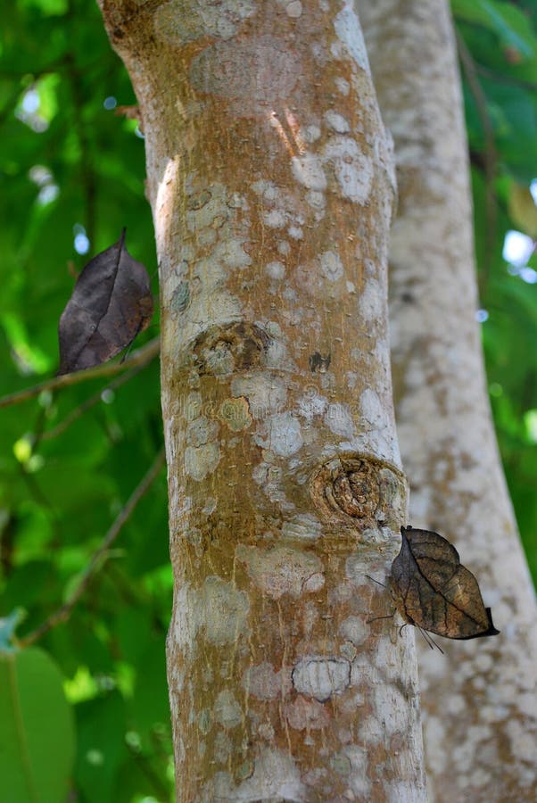 Butterfly on a tree stock image. Image of closeup, butterflies - 93599995