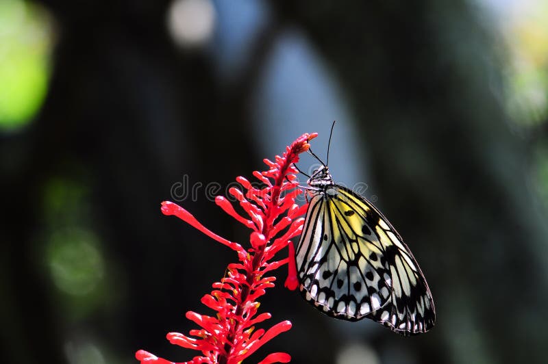 Butterfly, Tree Nymph stock image. Image of gardens, garden - 24345711