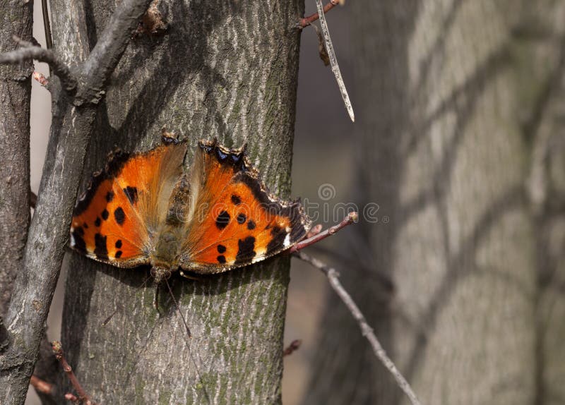 Butterfly on Tree Trunk in Forest Stock Image - Image of landscape ...