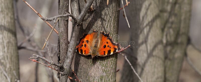 Butterfly on Tree Trunk in Forest Stock Image - Image of flying, autumn ...