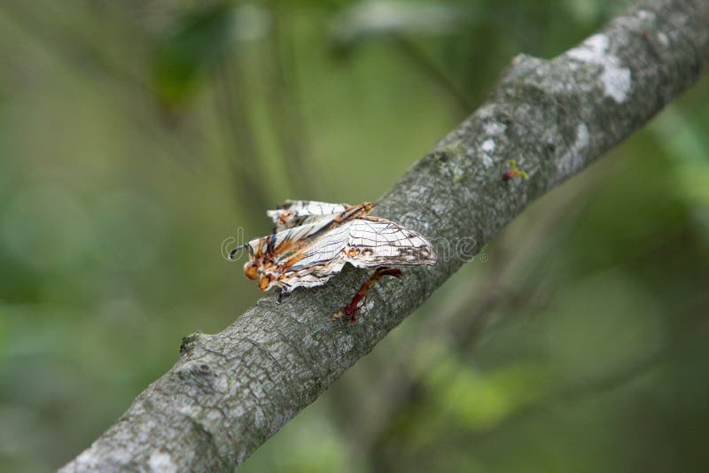 12 May 2008 a Butterfly are among Trees with Tree Branch Stock Image ...