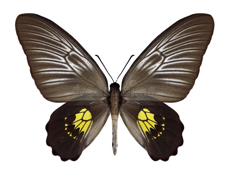 408 Troides Stock Photos - Free & Royalty-Free Stock Photos from Dreamstime