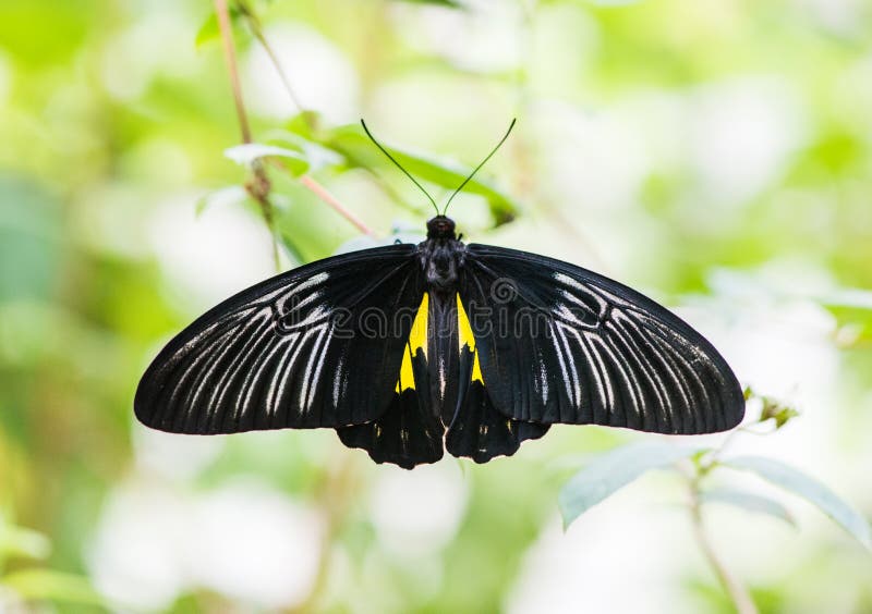 Troides Rhadamantus. Side View Stock Image - Image of golden, asect ...