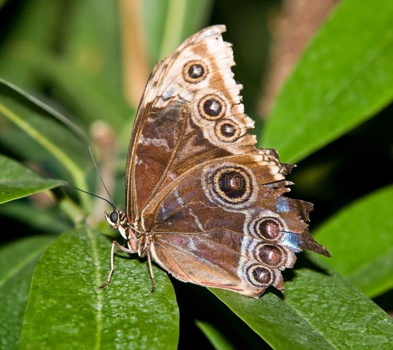 The butterfly tropical stock photo. Image of pretty, black - 10388232