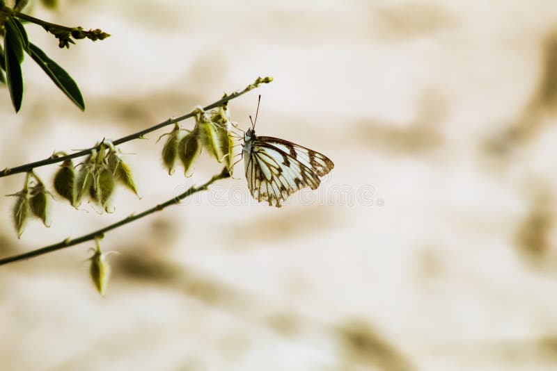 Butterfly Try To Eat a Little Bit Stock Image - Image of little ...