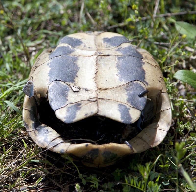 Turtle Hid in Armor while Sitting on Sawdust Stock Photo - Image of ...