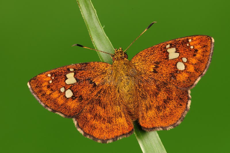 Butterfly on Ground, Sephisa Princeps Stock Photo - Image of discovery ...