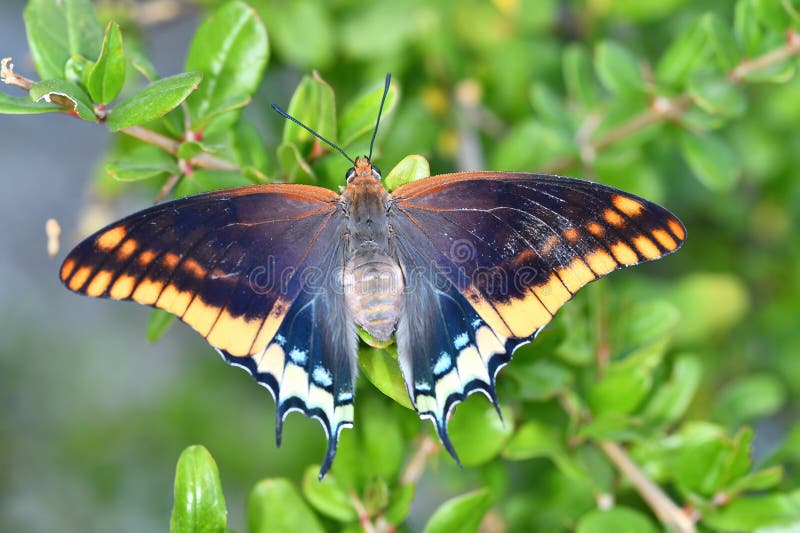 This Butterfly is the Two-tailed Pasha, the Largest Butterfly in Turkey ...