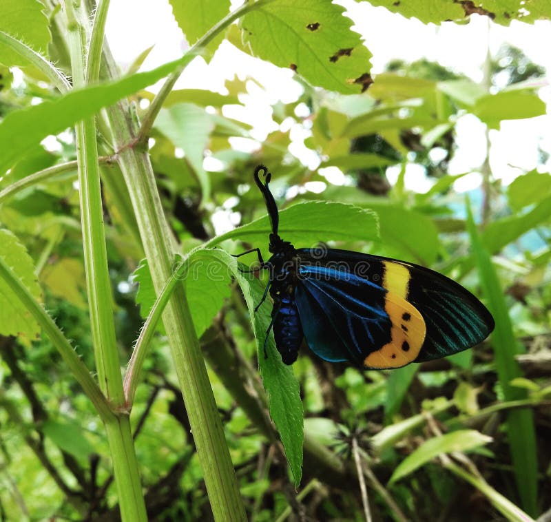 Butterfly stock image. Image of capture, butterflies - 78913107