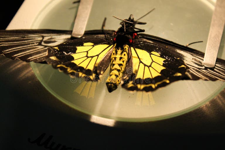 Butterfly Under Microscope Stock Photos - Free & Royalty-Free Stock ...