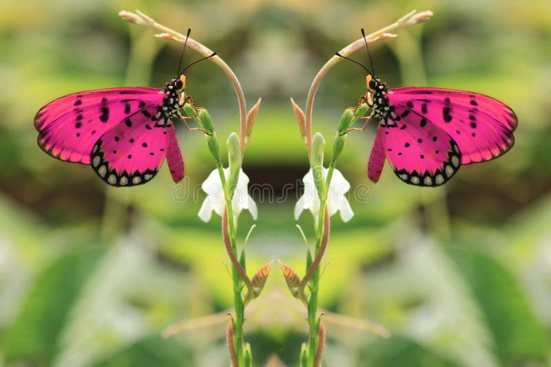 Butterfly with Unique Color Insect Flower Stock Image - Image of insect ...