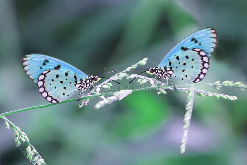 Butterfly with Unique Color Insects Flower Stock Photo - Image of color ...
