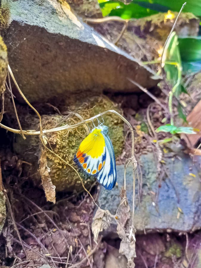 Butterfly with Unique Color Pattern Stock Image - Image of butterfly ...