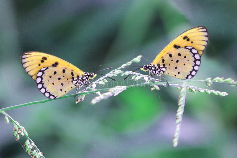Butterfly with Unique Color Yellow Stock Image - Image of funny, unique ...