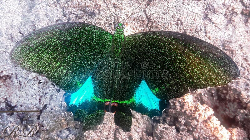 Butterfly with Unique Wings Representing Art Stock Photo - Image of ...