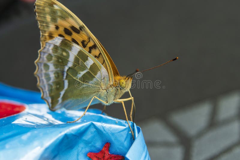 Butterfly Urticaria on the Package Stock Image - Image of butterflies ...